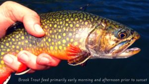 Brook Trout Features and Size | Bass Fishing Gurus