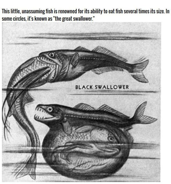 Black Swallower Ocean Monster | Bass Fishing Gurus