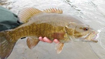 Smallmouth Bass Features and Size | Bass Fishing Gurus