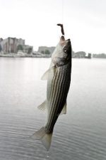 Striped Bass Feeding Facts | Bass Fishing Gurus