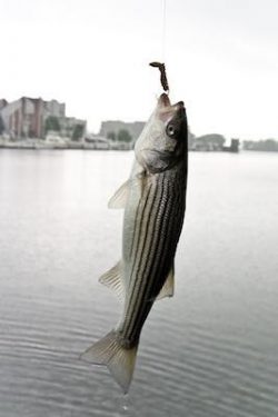 Striped Bass Feeding Facts | Bass Fishing Gurus